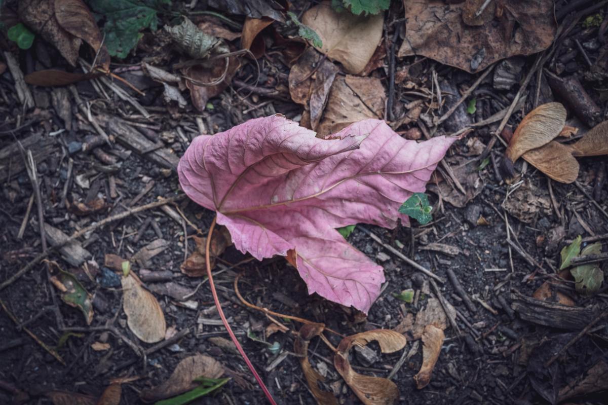 All Good Things Must Come to an End…Or Must They? – Retirement Reflections